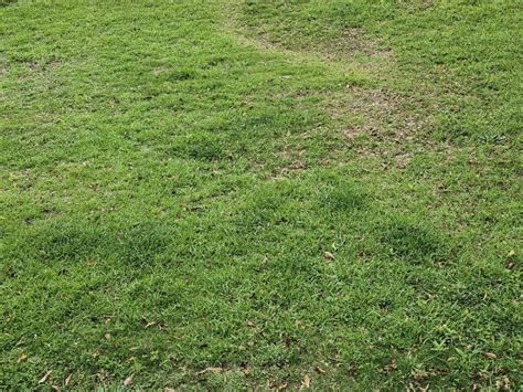 Everywhere The Dog Peed The Grass Is Thick And Green I Thought Dog