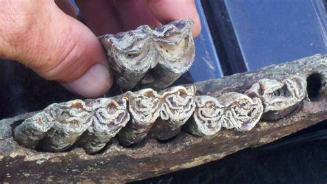 Bison Tooth Fossil Id The Fossil Forum