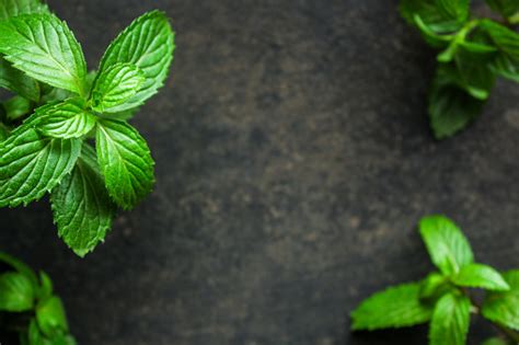 민트 향기로운 녹색 꽃잎 메뉴 개념 음식 배경 복사 공간 맨 위 보기 건강관리와 의술에 대한 스톡 사진 및 기타 이미지 건강관리와 의술 건강한 생활방식 건강한 식생활