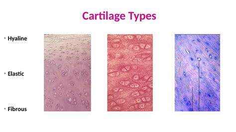 Histology And Applied Anatomy Of Cartilagepptx