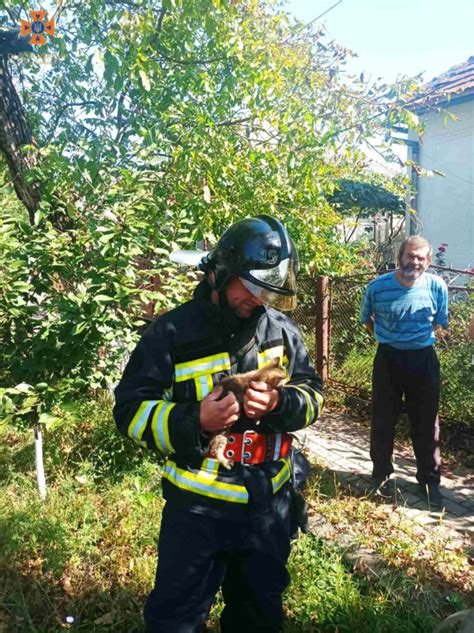 У Іршаві рятувальники знімали кошеня з дерева Uzhgorod24