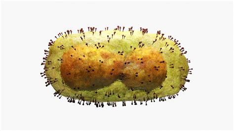 Monkeypox Microscope 3d Model Turbosquid 1903694