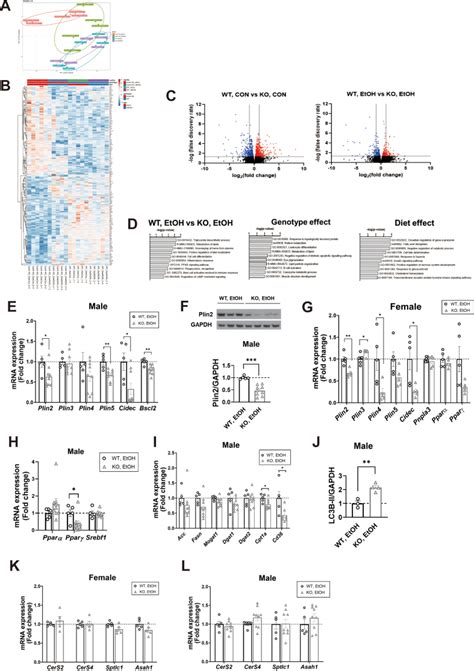 Ceramide Synthase 6 Cers6 Is Upregulated In Alcohol Associated Liver Disease And Exhibits Sex