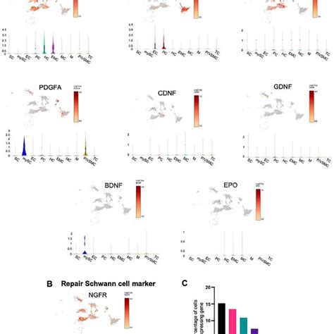 Proposed Action Of Reparative Peripheral Nerve Tissue Transplant
