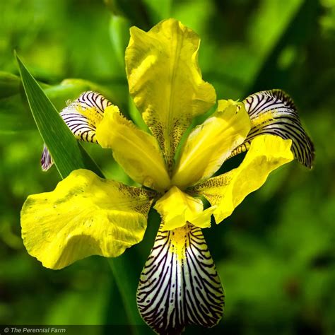 Iris Variegata 5 Greenwood Creek Nursery