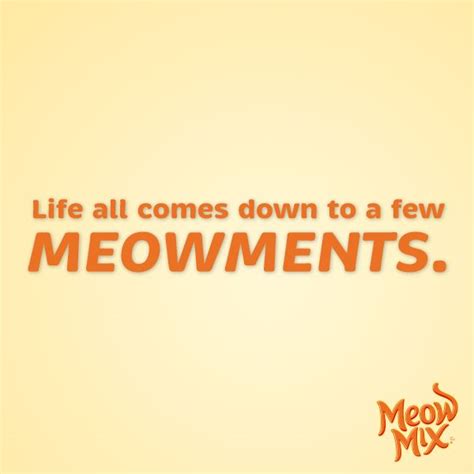 1000 Images About Quotes For Meow On Pinterest Cats Humor Kittens