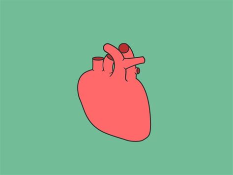 Left Atrium Function Definition Anatomy Body Maps