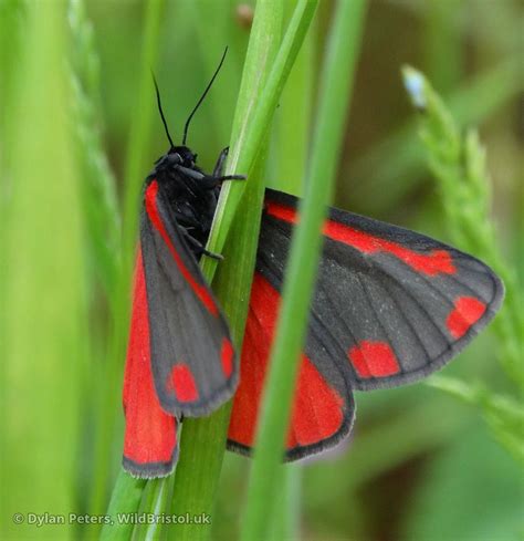 Cinnabar Moth Tyria Jacobaeae Species Wildbristoluk