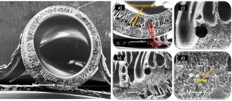 SEM Images Of PSf 10 UBM Cross Section Download Scientific Diagram