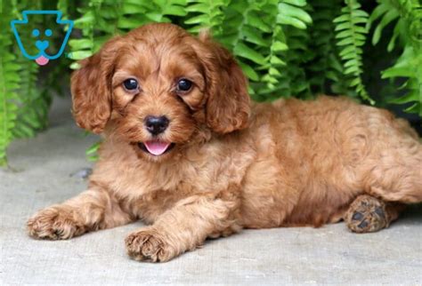 Chip Cockapoo Puppy For Sale Keystone Puppies