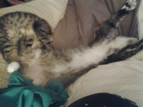 Lazy Kitties Furbabies Warm Fuzzies Fur Babies Kitty