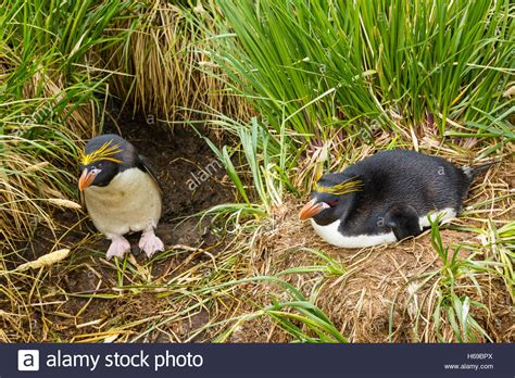 Macaroni Penguins In Tussock Grass Near Cooper Bay In South Georgia