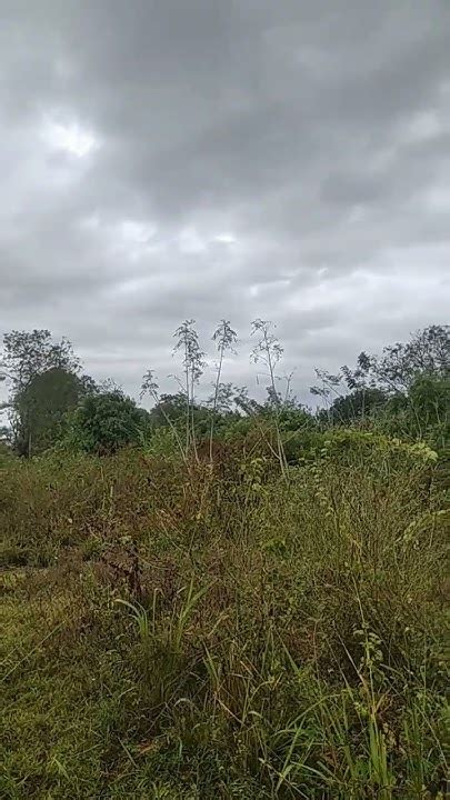 පැවති වියලි කාලගුණය නිමා කරමින් වැස්ස ලබා දුන්නට දෙවියන්ට පින් සිදු වෙිවා 🙏 🙏 Youtube