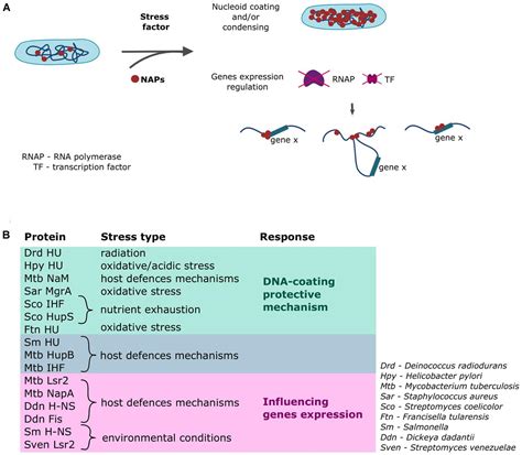 Frontiers Nucleoid Associated Proteins The Small Organizers That