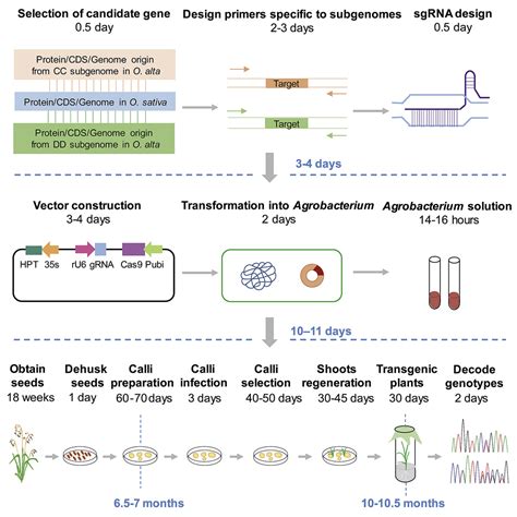 Cell Press Star Protocols