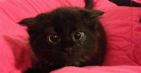 Imgur Allow Me To Introduce Toothless Imgur Imgur Allow Me To Introduce Toothless Imgur