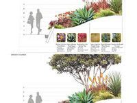10 Paleta Vegetal Ideas Landscape Architecture Design Landscape