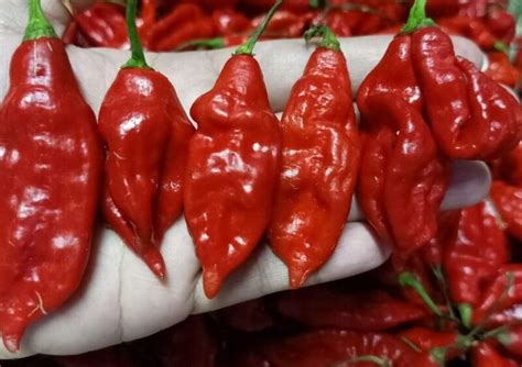 Buy Best Aji Ahuachapan Red Chilli Premium Hot Pepper From El