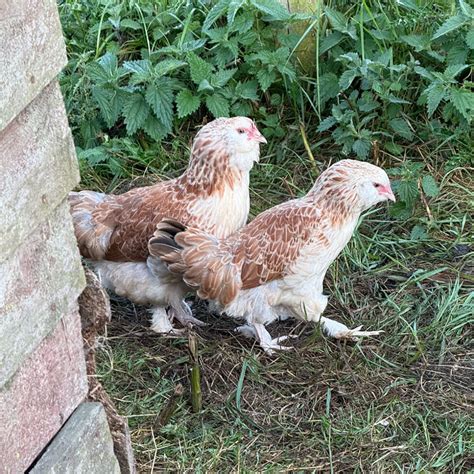 Faverolle In Northumberland Bobs Hens