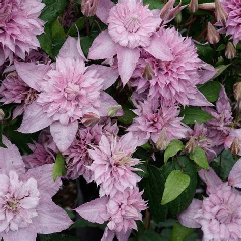 Clematis Multi Pink Buy Clematis Vines Spring Hill Nurseries