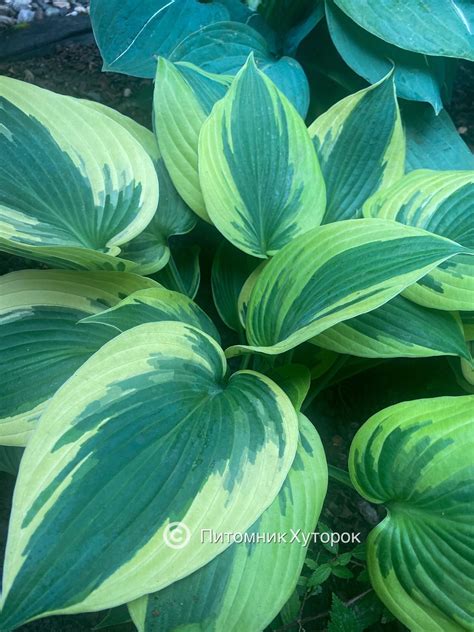 Hosta Hi Class M Питомник Хуторок