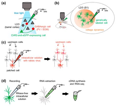 In Vivo Whole Cell Patch Clamp Methods Recent Technical Progress And Future Perspectives