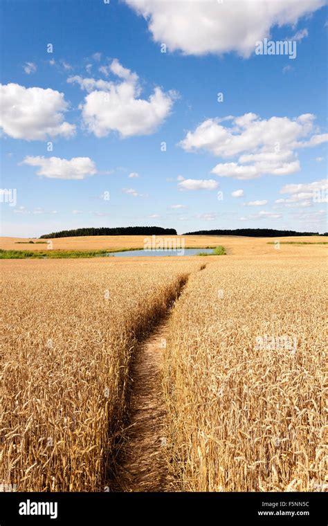 Path In The Field Stock Photo Alamy