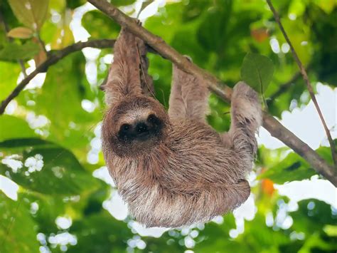 Panama Wildlife A Complete Guide Rough Guides