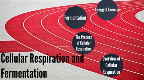 Cellular Respiration And Fermentation By Zachary Kress On Prezi