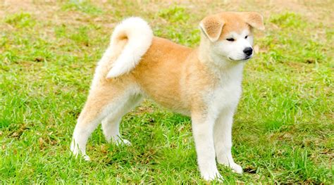 13 Dogs With Long Tails Pictures For Each Breed
