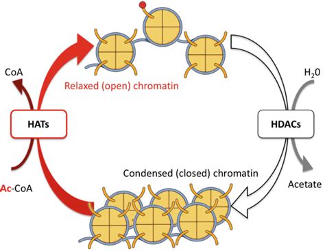 Acylases Springer Nature Link