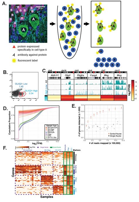 Figures And Data In Species And Cell Type Properties Of Classically Defined Human And Rodent