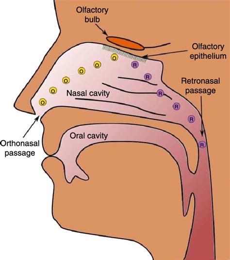 Simplified Schematic Diagram Of The Main Olfactory System Olfactory