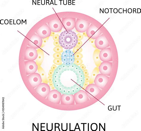 Neurulation The Process Of Nerulation Human Embryonic Development Vector Illustration Stock