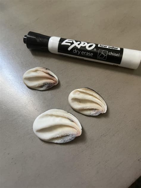 Fossil In Seashell Rfossils