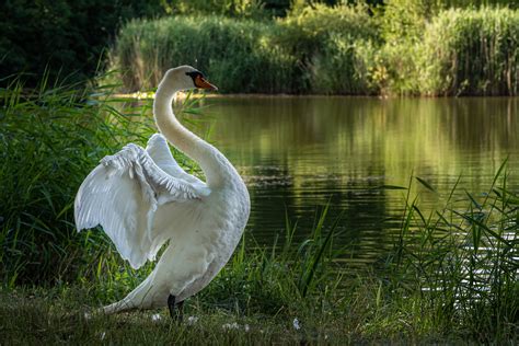 Schwan Foto And Bild Vögel Fotos Outdoor Bilder Auf Fotocommunity
