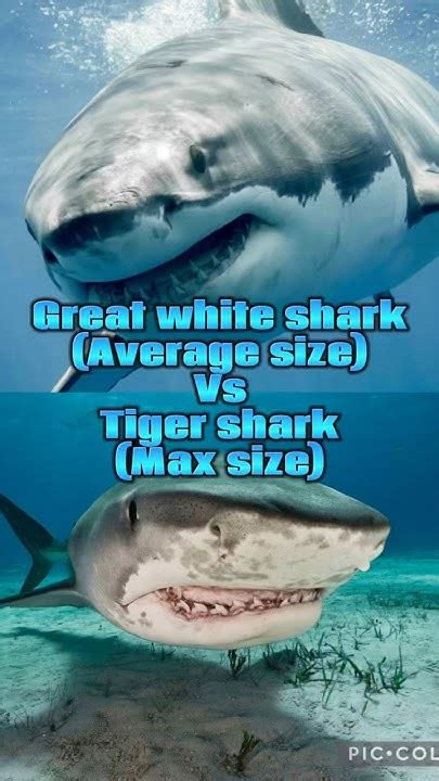 Great White Shark Average Size Vs Tiger Shark Max Size Suggested