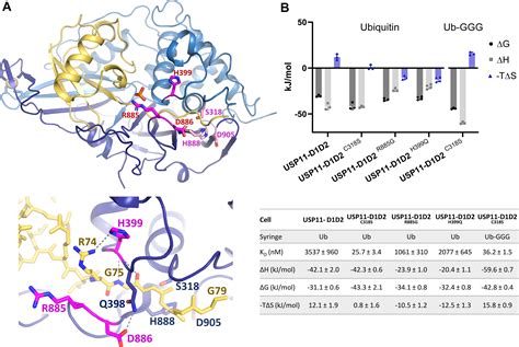 Ubiquitin Specific Protease 11 Structure In Complex With An Engineered Substrate Mimetic Reveals