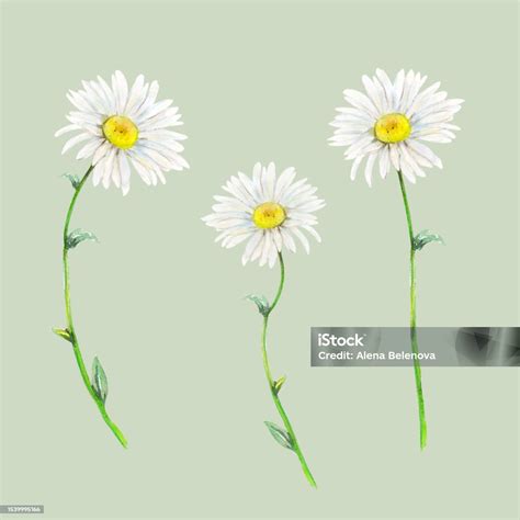 카모마일 줄기 세트는 손으로 그렸습니다 연한 녹색 배경에 고립된 섬세한 꽃들의 수채화 꽃 그림 초원 야생화는 섬유 인쇄 로고 엽서 디자인 및 초대장을 위해 멋지게 그려져