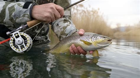 Best Trout Streams In Tennessee Your Ultimate Fishing Guide