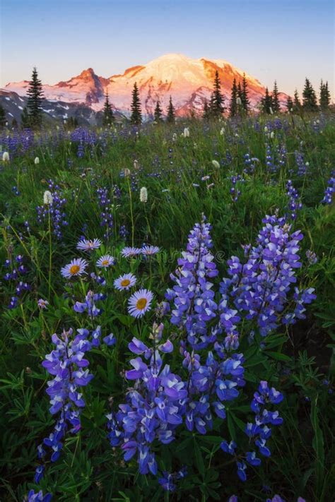 Campo De Flores En Mtrainier National Park Washington Imagen De Archivo