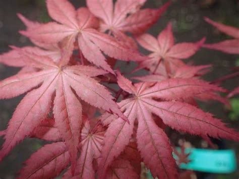 Acer Palmatum Uncle Ghost