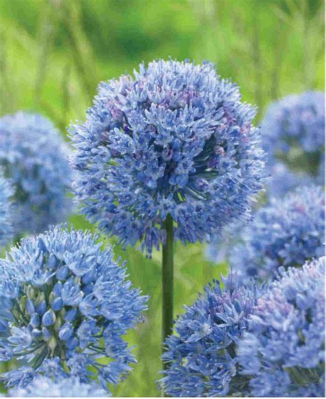 Allium Caeruleum