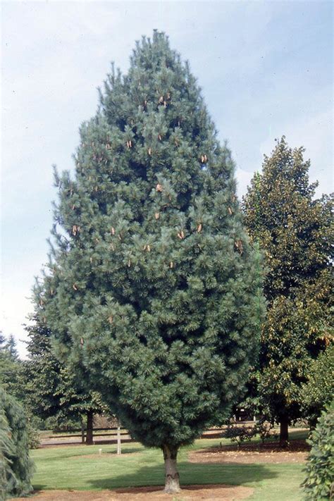 Columnar White Pine Tree