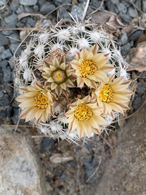 Michelles Garden Juniper Level Botanic Garden