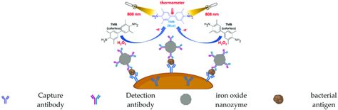 Illustration Of The Colorimetric Photothermal Nanozyme Linked Download Scientific Diagram