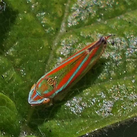 Species Graphocephala Versuta Bugguide Net