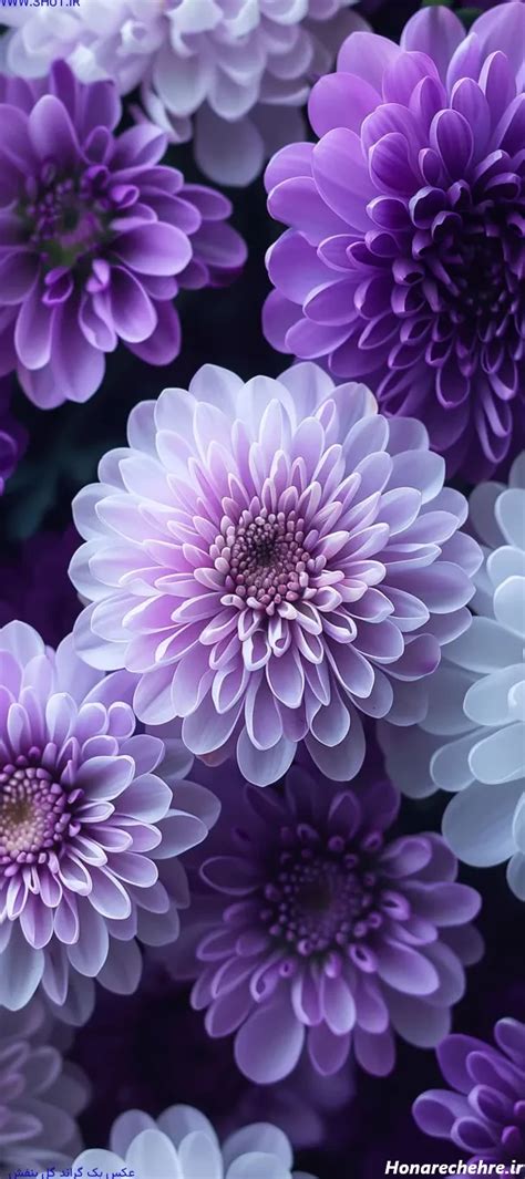 30 عکس از زیبایی گل بنفش که دل شما را میبرد