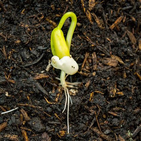Unlocking The Potential Of Root Phenotyping Lemnatec