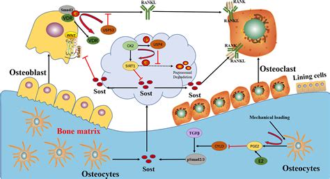 Osteoclasts Osteoblasts And Osteocytes